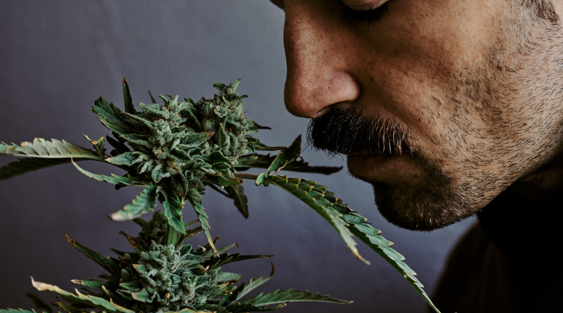 Best Strains for Pain Management: How to Choose the Right Option for ...