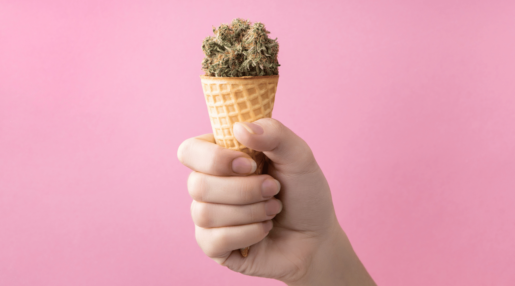 Why Sundae Driver Strain is a Must-Try for Cannabis Enthusiasts ...